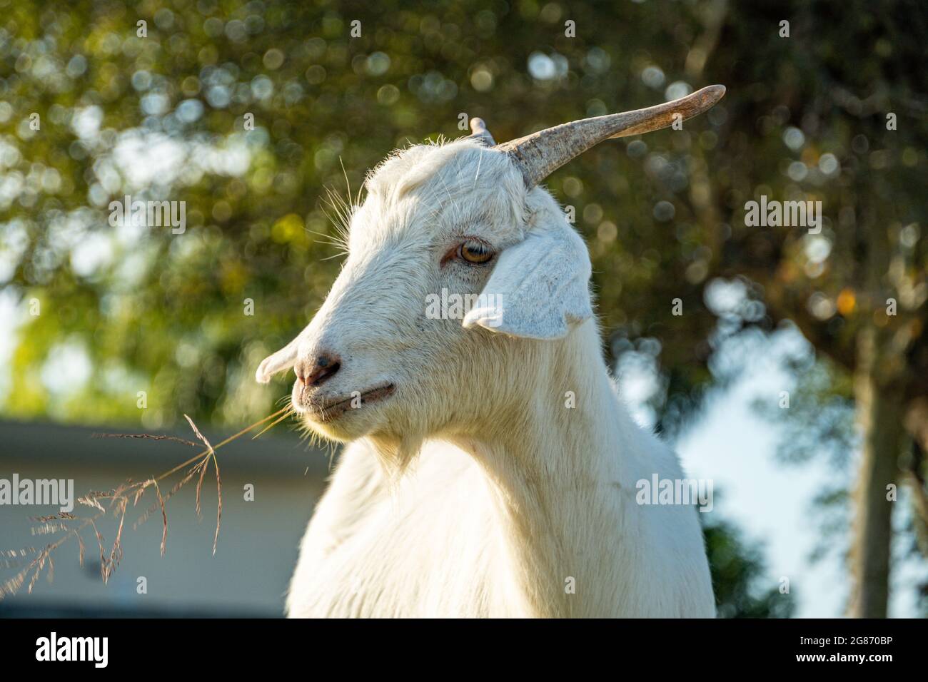 A portrait from a cute smiling white goat eating in a rural/farm area ...