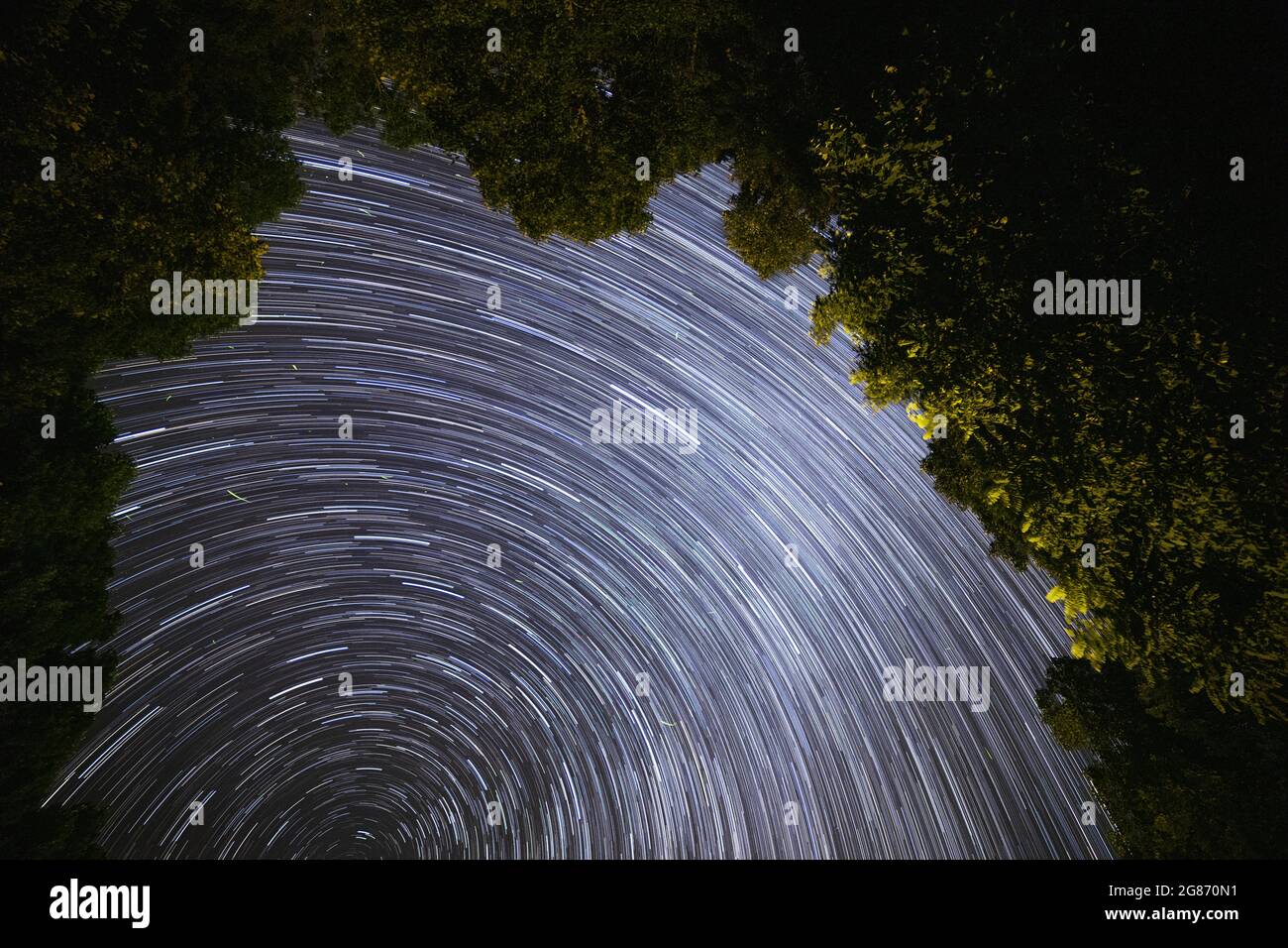 Star trails from the forest floor Stock Photo - Alamy