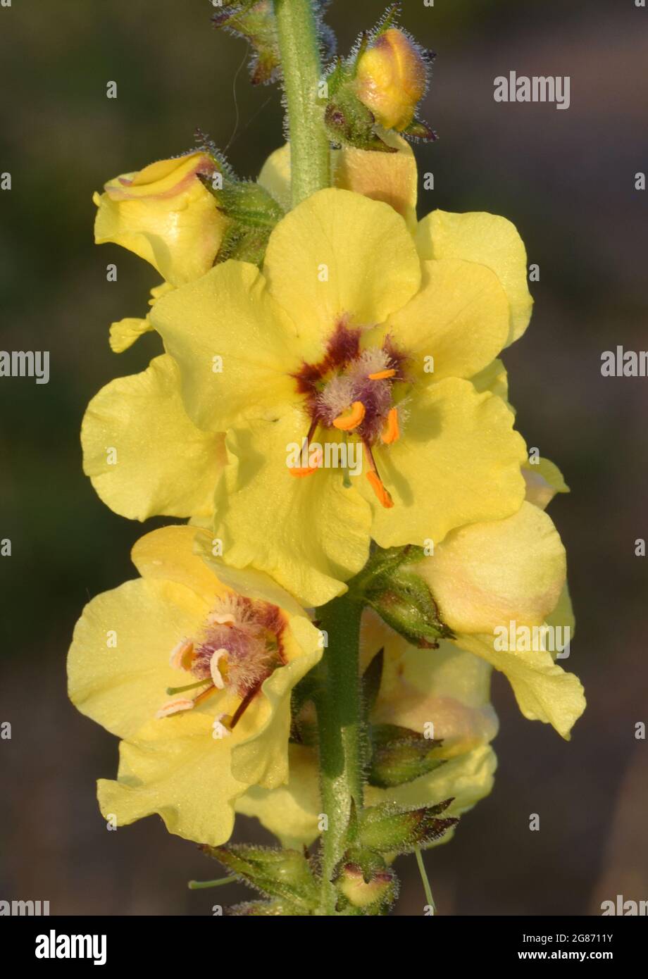Yellow flowers of dark mullein (Verbascum nigrum) growing on very poor ...