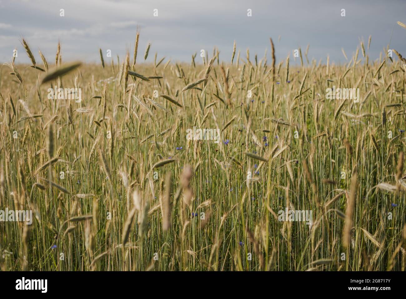 agricultural field where rye grows, landscape of agricultural crop rye ...