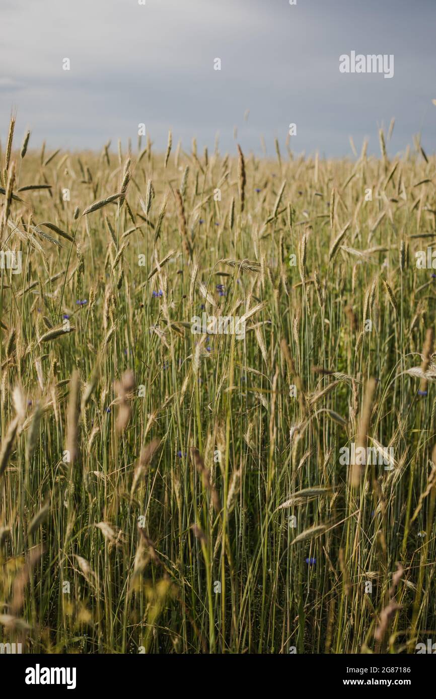 agricultural field where rye grows, landscape of agricultural crop rye ...