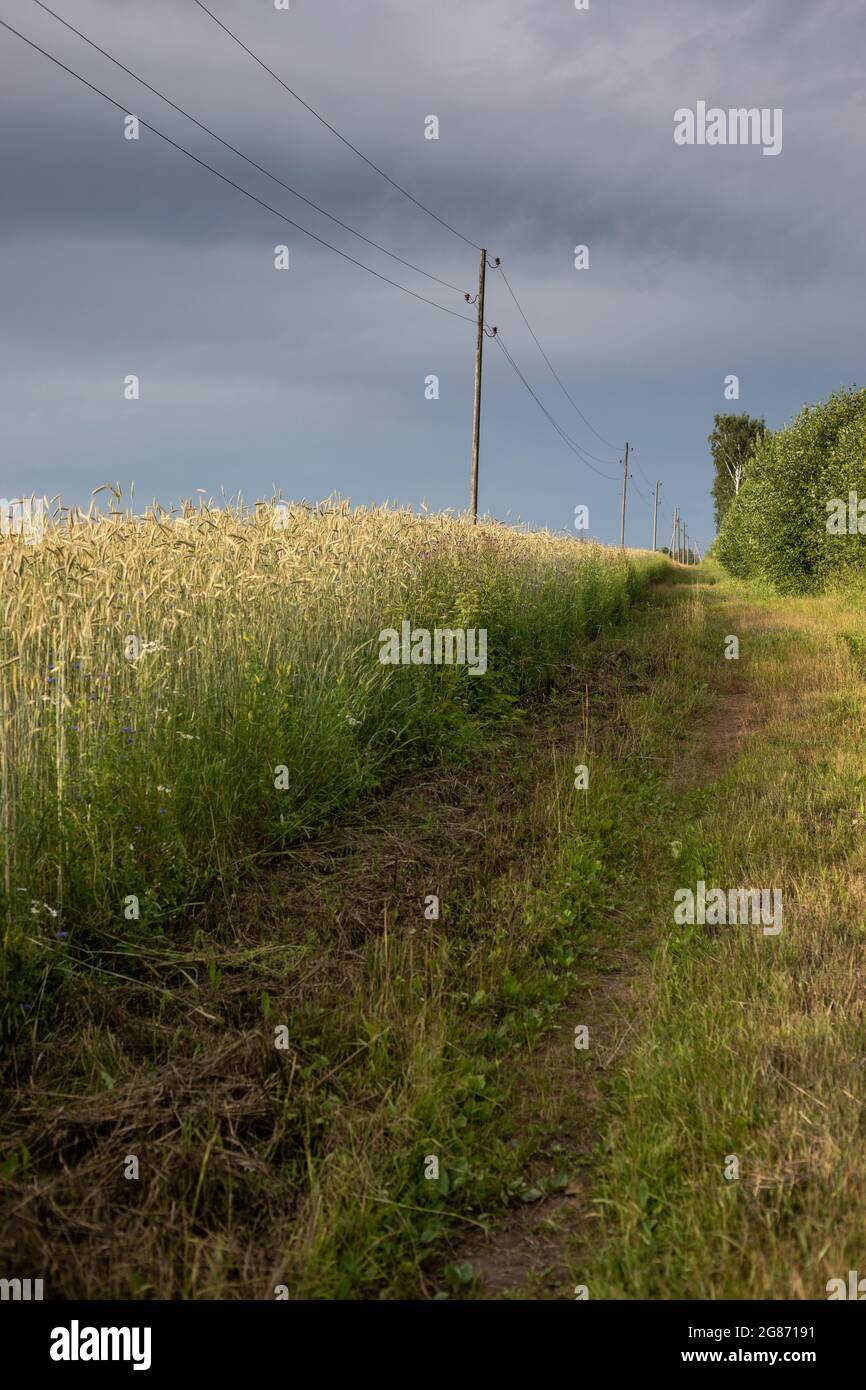 agricultural field where rye grows, landscape of agricultural crop rye ...