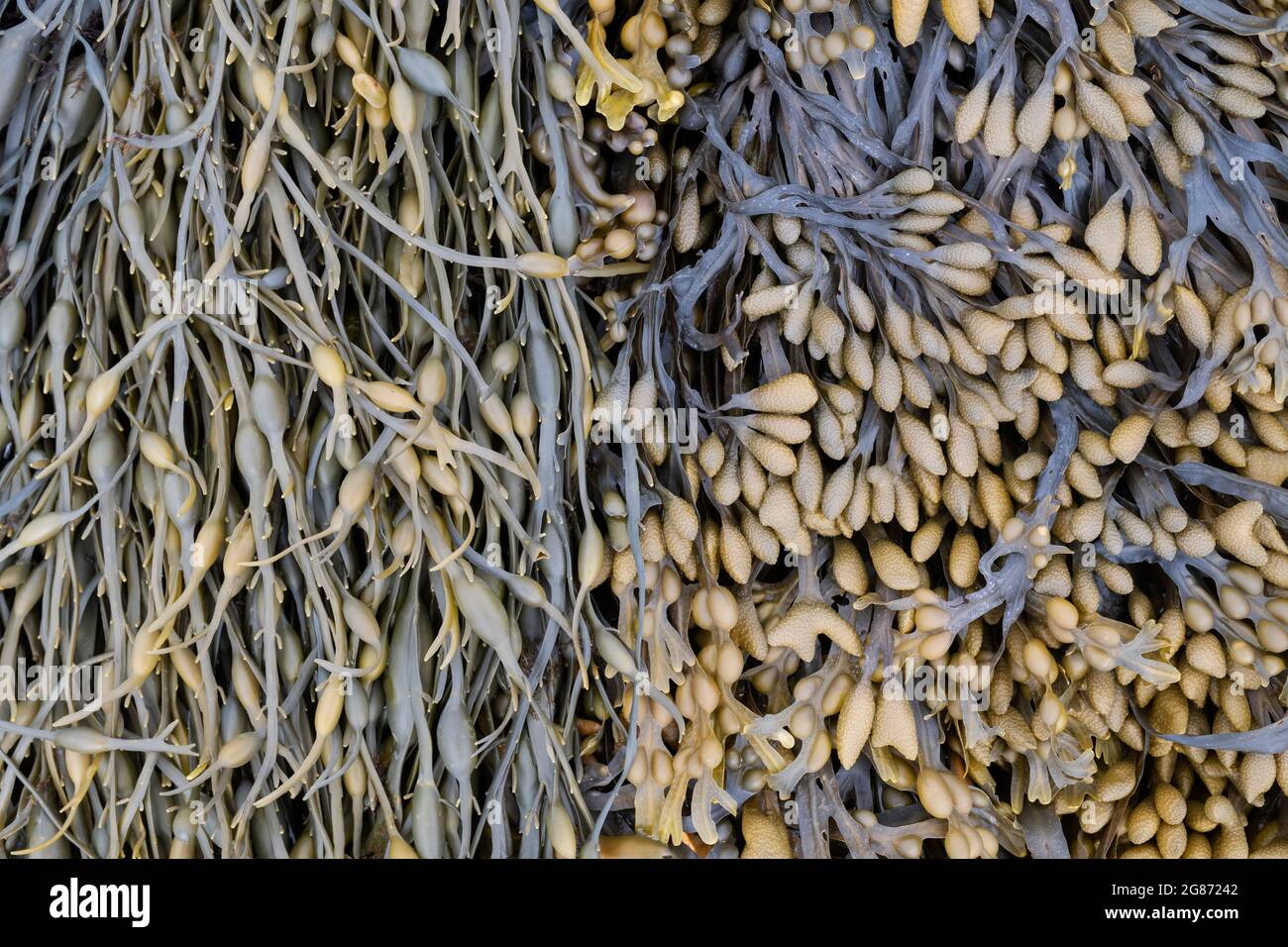 Fucus spiralis and Ascophyllum nodosum / Spiral wrack and Knotted wrack ...
