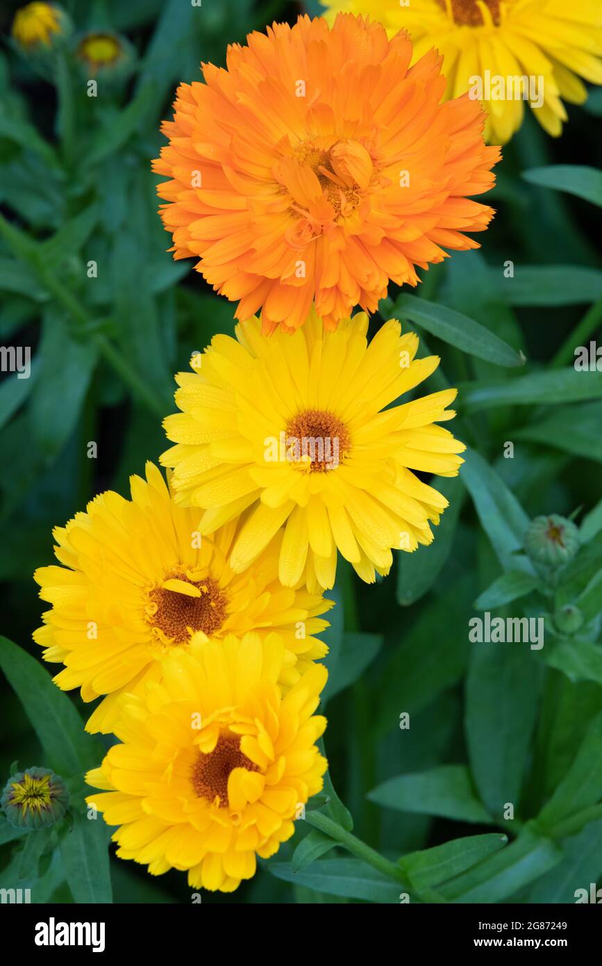 Calendula officinalis. Pot marigold flowers Stock Photo - Alamy