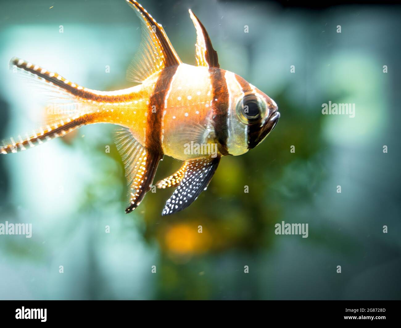 Close up Banggai cardinalfish swimming in the saltwater in an aquarium ...