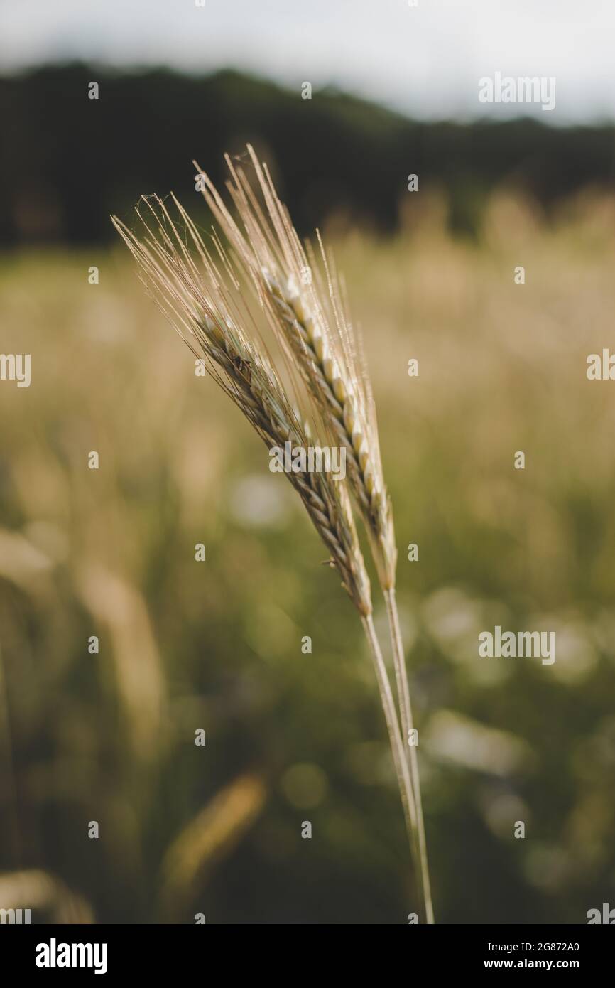agricultural field where rye grows, landscape of agricultural crop rye ...