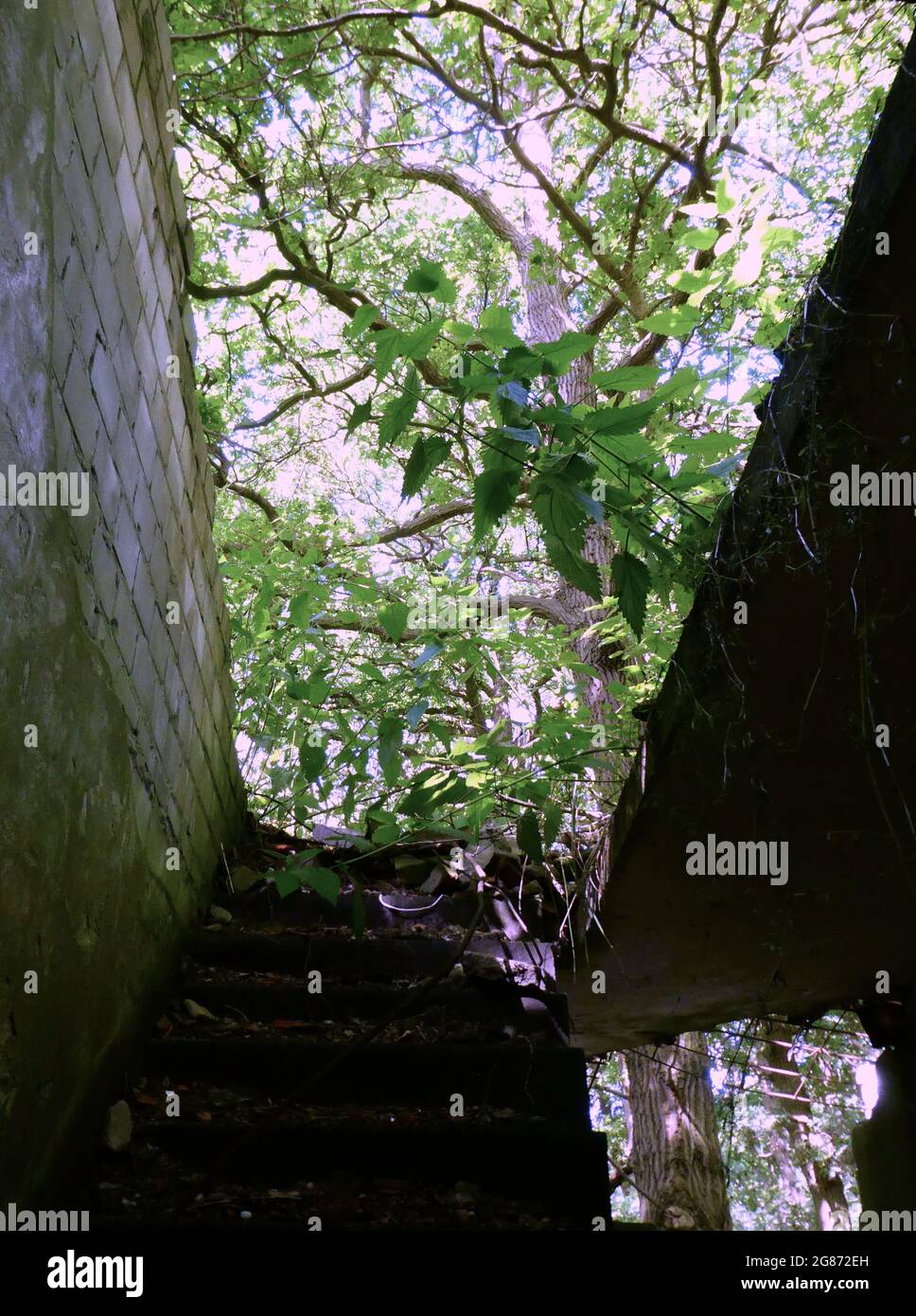 A tree seen through the hole of a staircase. The upper floor and the ...