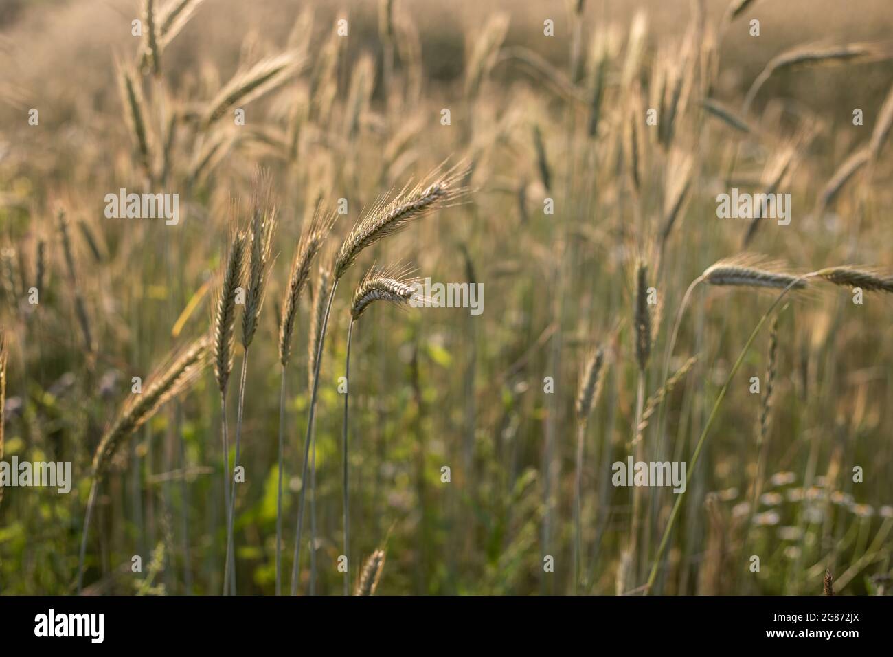 agricultural field where rye grows, landscape of agricultural crop rye ...