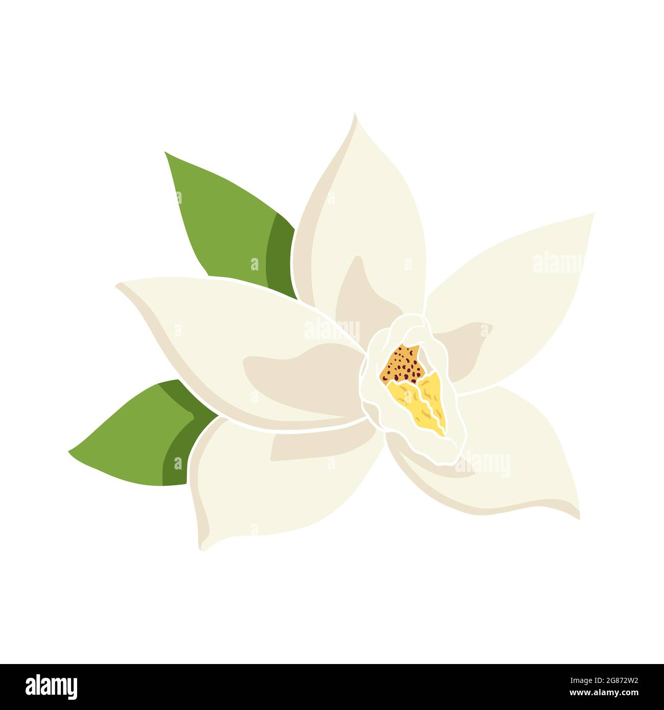 Flat Style Vanilla Flower Illustration. Vanilla Blossom template for ...