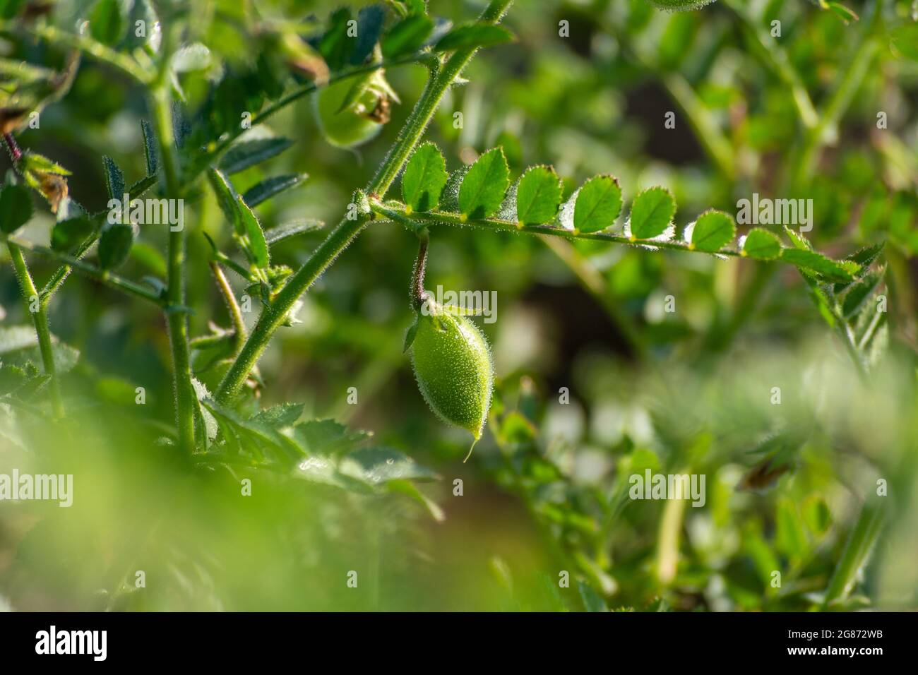Green pods of chickpeas grow on a plant Stock Photo - Alamy