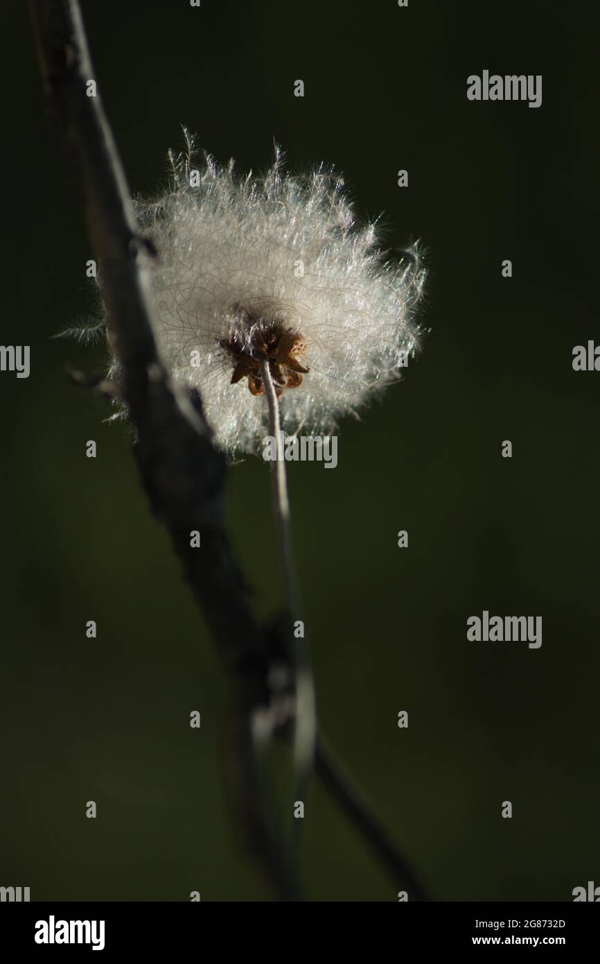 Foliage trees details hi-res stock photography and images - Alamy