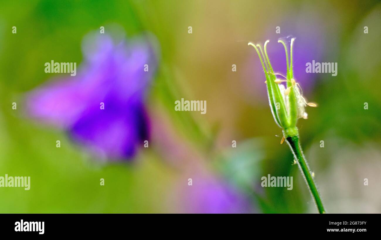Brunswick, Germany. 05th June, 2021. The fruit set, the so-called ...