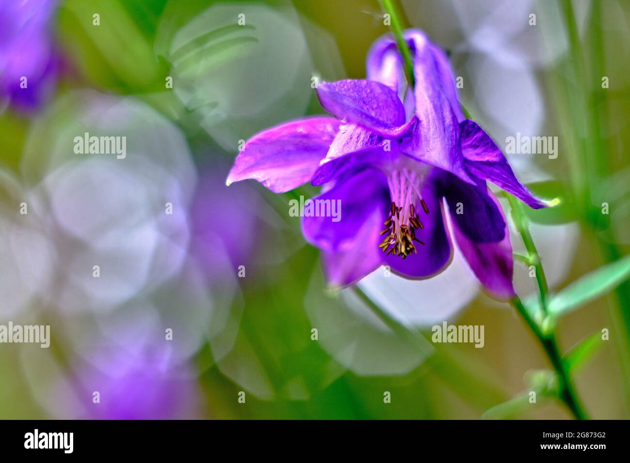 Brunswick, Germany. 05th June, 2021. The fruit set, the so-called ...