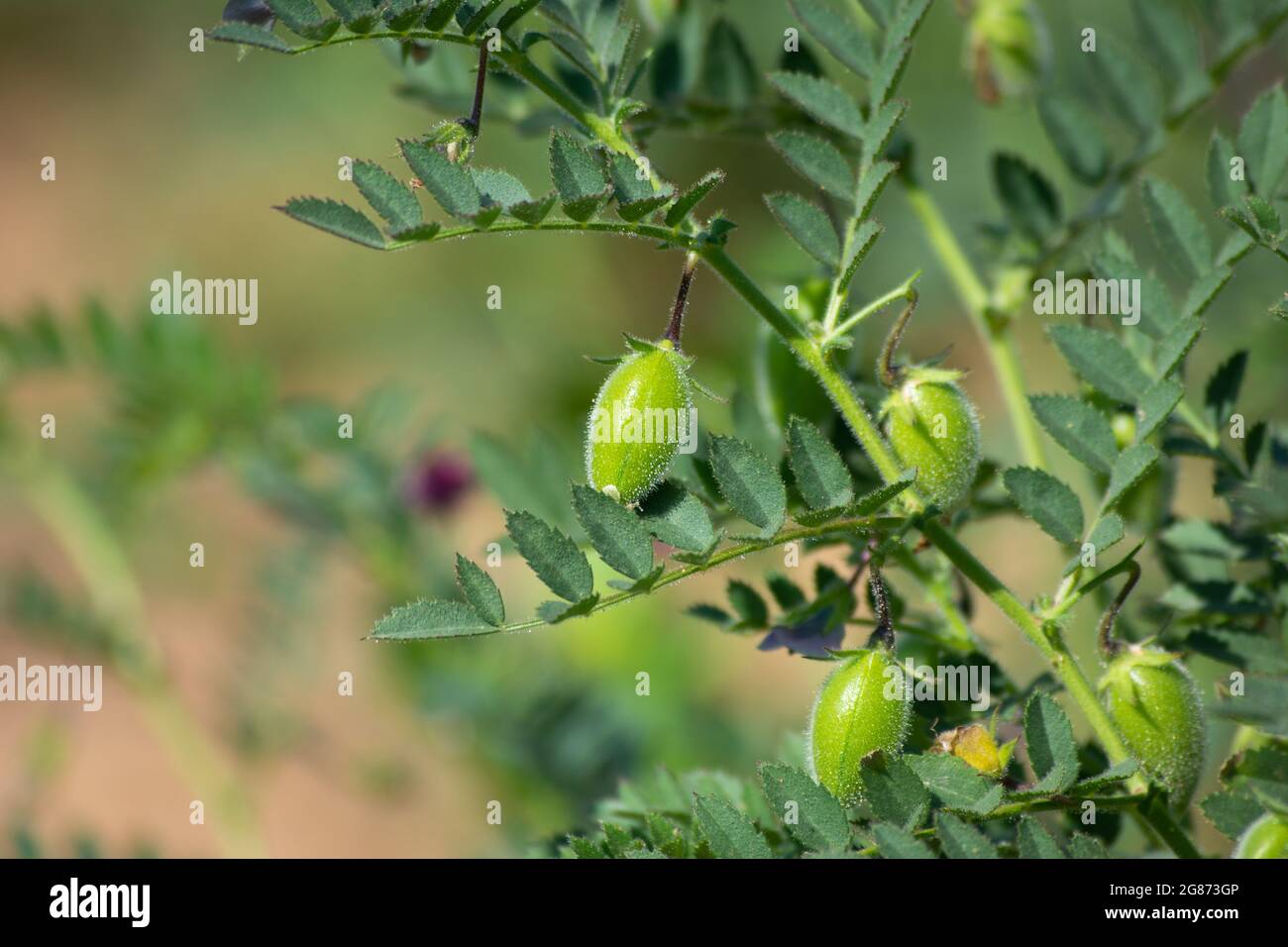 Green pods of chickpeas grow on a plant Stock Photo - Alamy