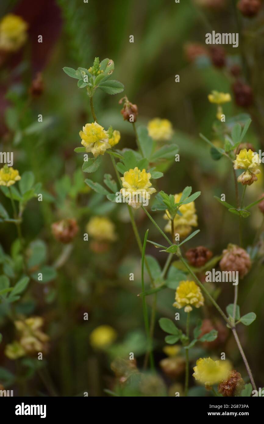 old Hop clover on a Fallow land Stock Photo - Alamy