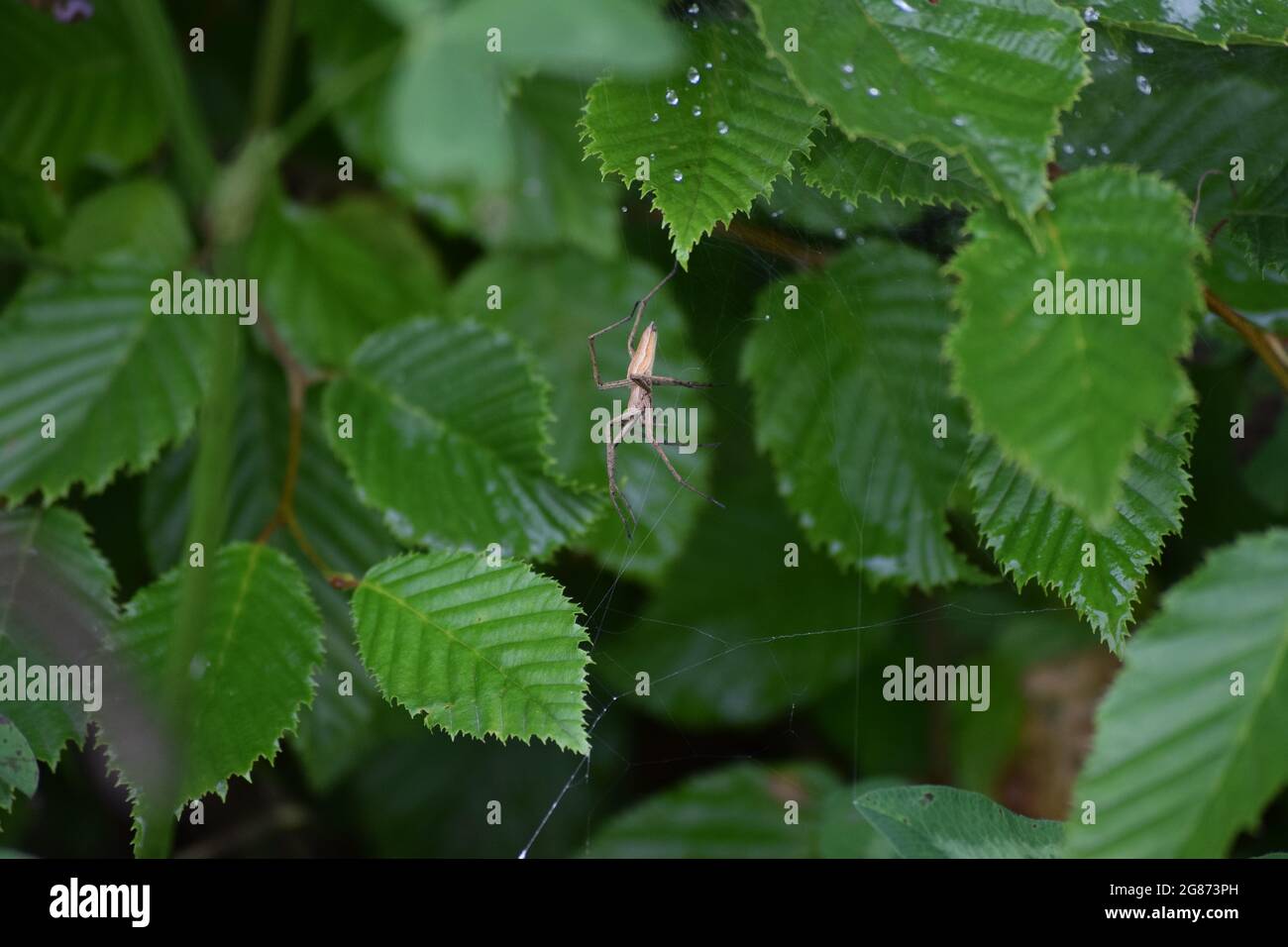 Nursery-web-spider sits in its Web Stock Photo - Alamy