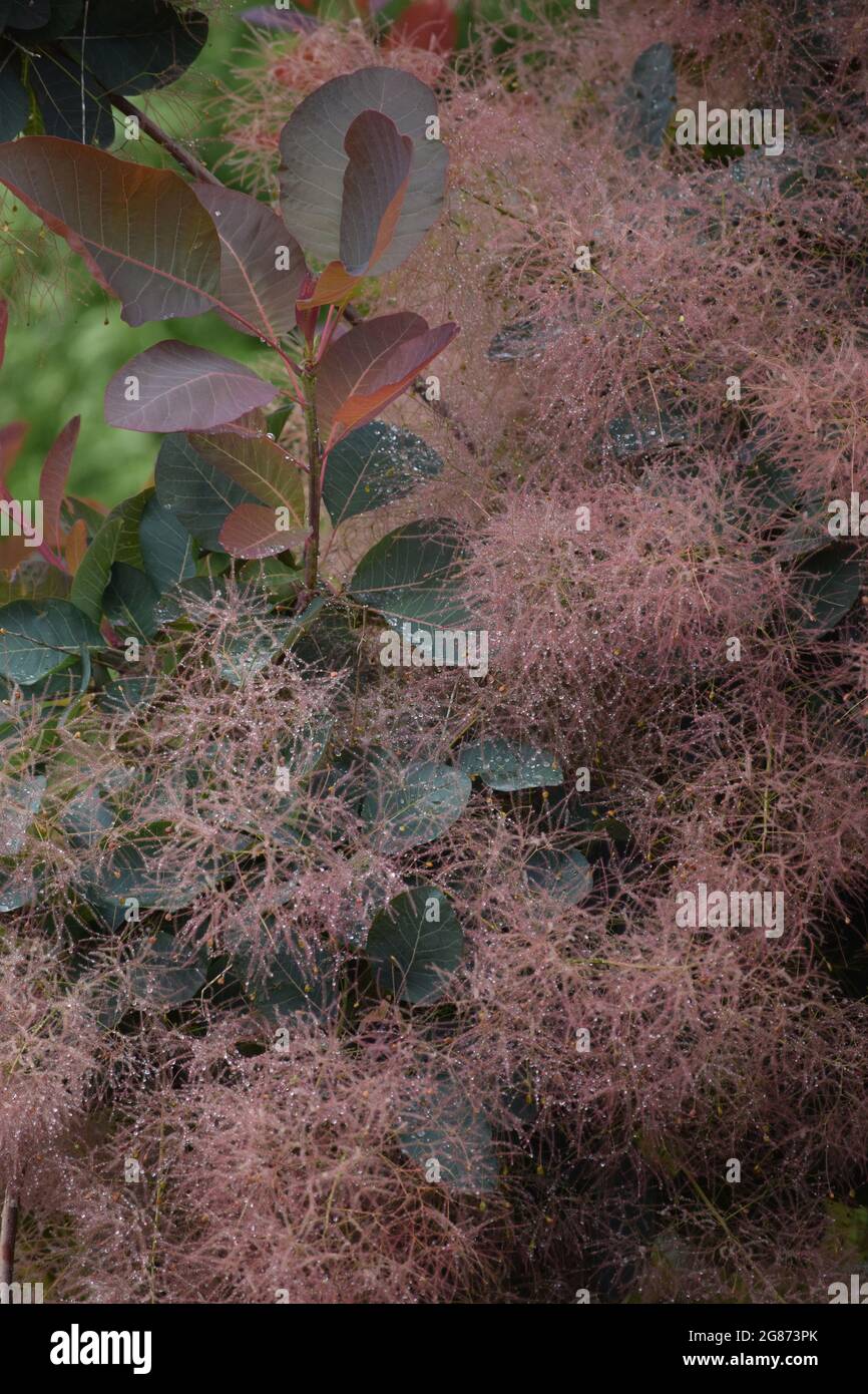 wet Smoke bush in typical growth Form Stock Photo - Alamy