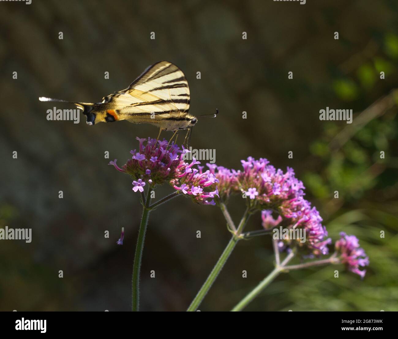 Papilio rutulus, the western tiger swallowtail. Swallowtail butterfly ...