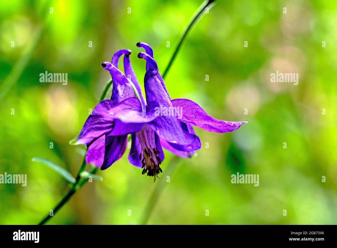 Brunswick, Germany. 05th June, 2021. The fruit set, the so-called ...