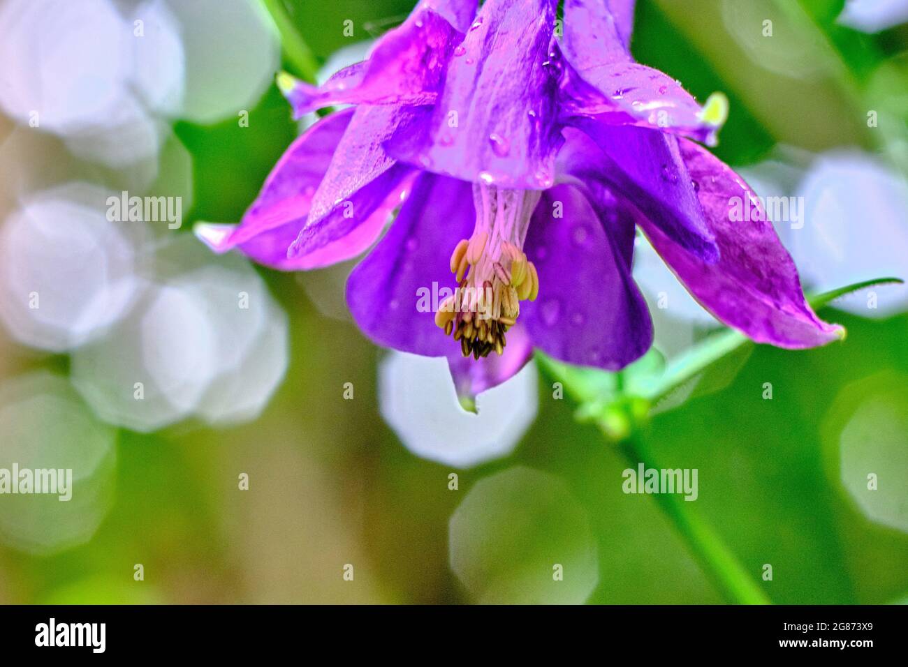 Brunswick, Germany. 05th June, 2021. The fruit set, the so-called ...