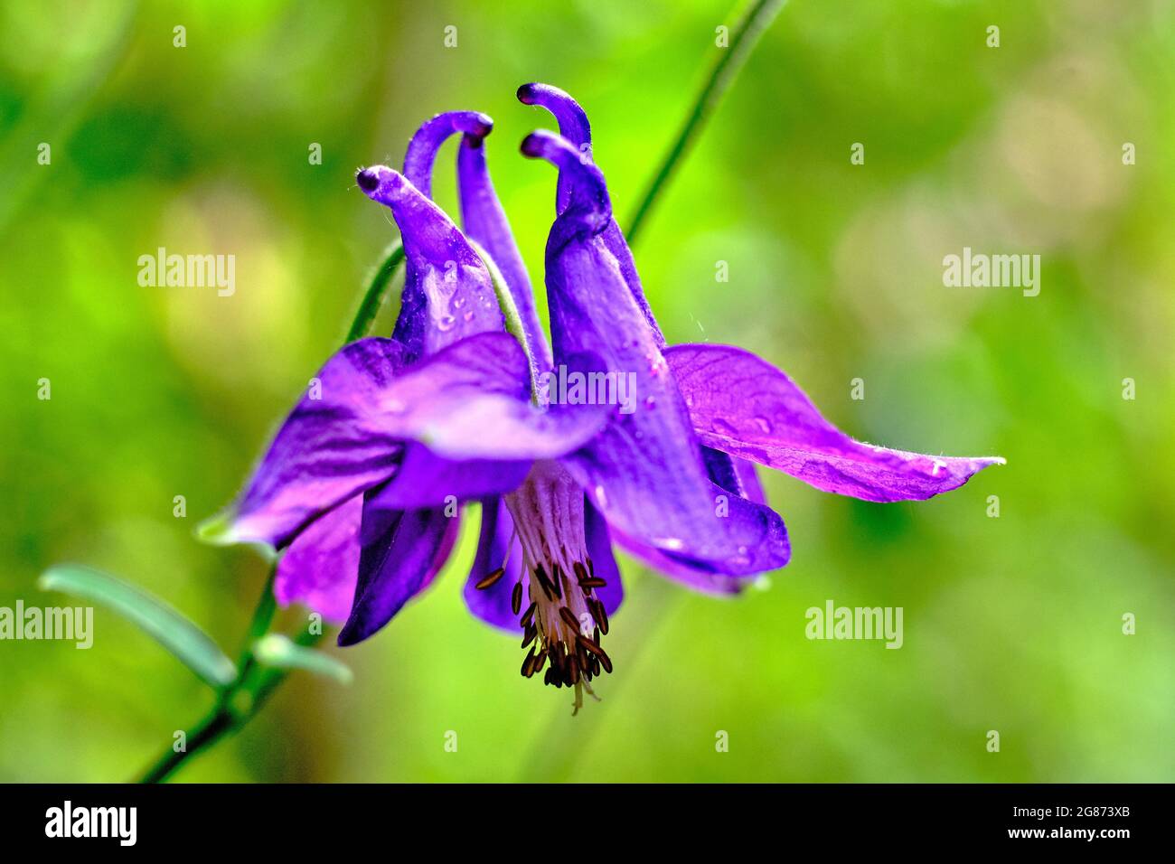 Brunswick, Germany. 05th June, 2021. The fruit set, the so-called ...