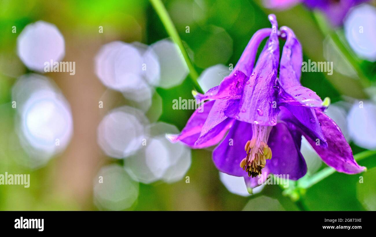 Brunswick, Germany. 05th June, 2021. The fruit set, the so-called ...