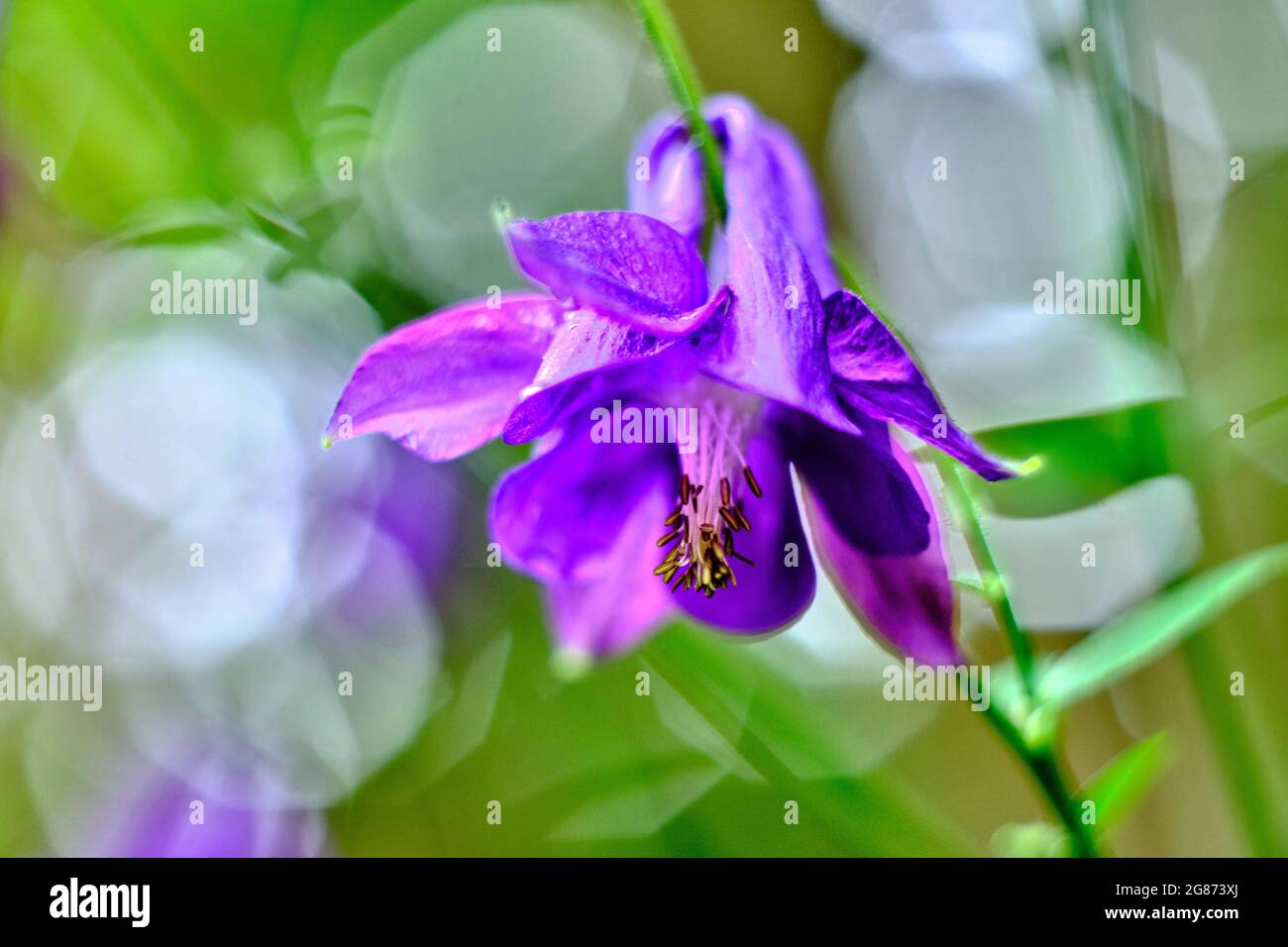 Brunswick, Germany. 05th June, 2021. The fruit set, the so-called ...