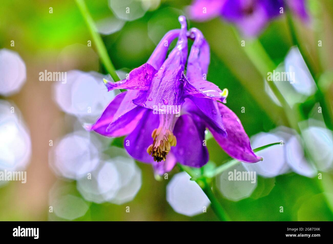Brunswick, Germany. 05th June, 2021. The fruit set, the so-called ...