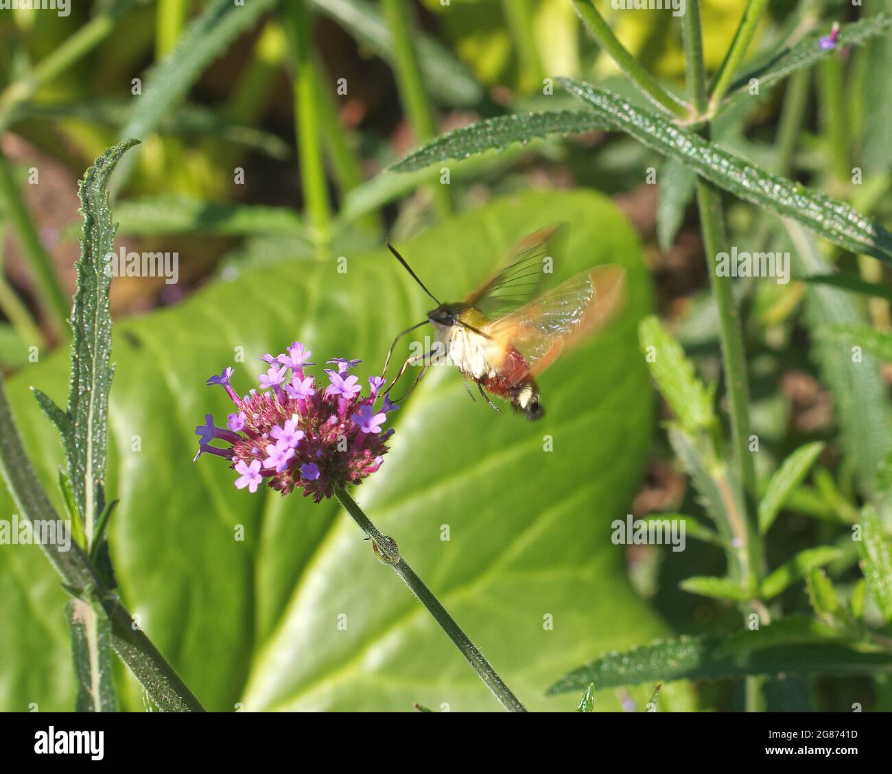 Hemaris thysbe, the hummingbird clearwing moth of the family Sphingidae ...