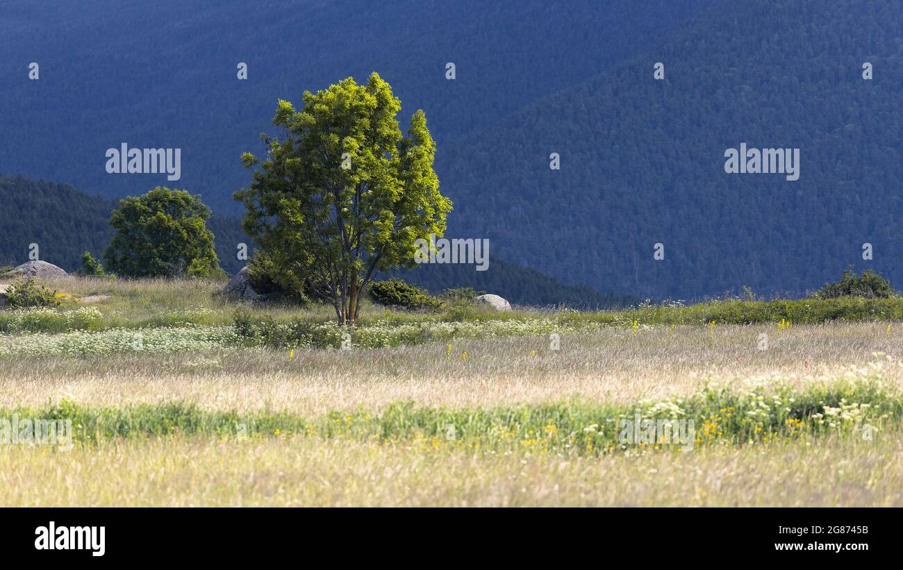 Sunlit Tree with Dark Mountain on the Background Stock Photo - Alamy