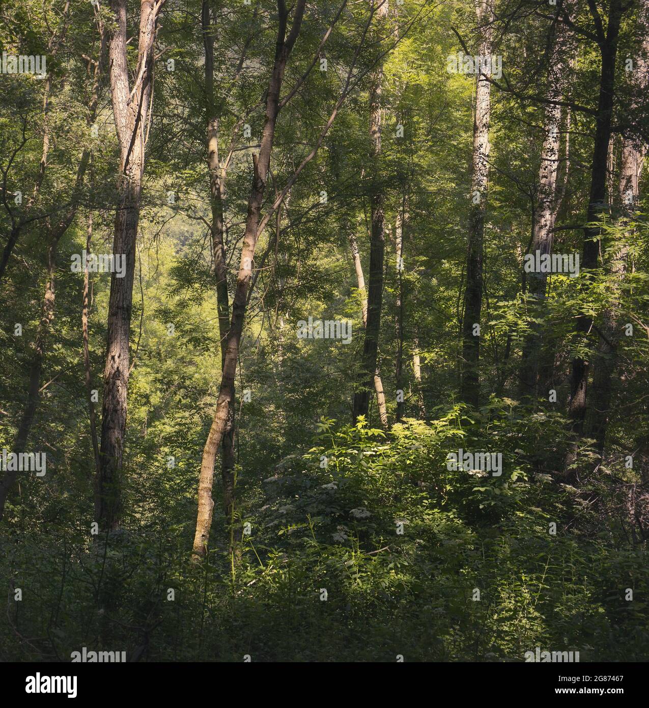 Sunlight france forest hi-res stock photography and images - Alamy