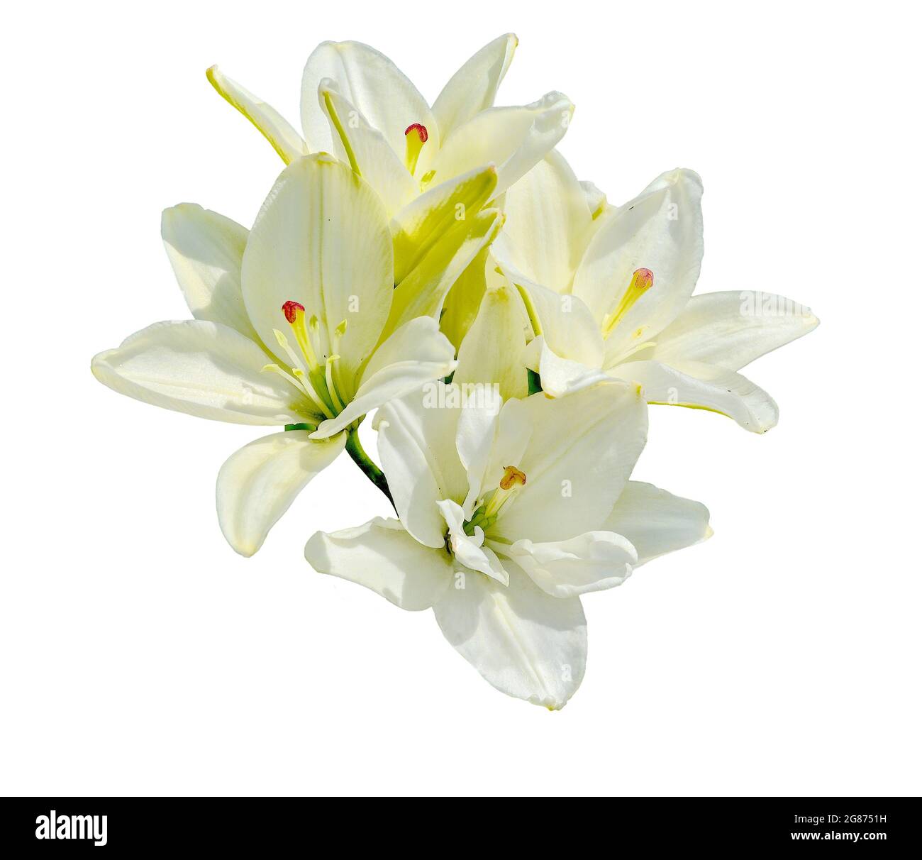 Beautiful white lilies on white background isolated. Elegant white lily ...