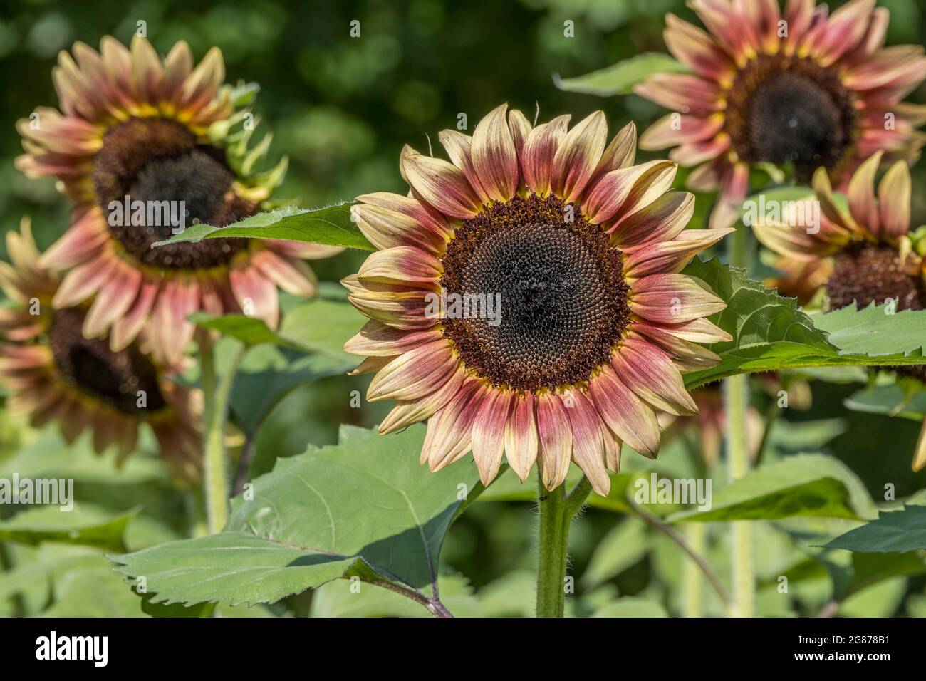Group of sunflowers together hi-res stock photography and images - Alamy
