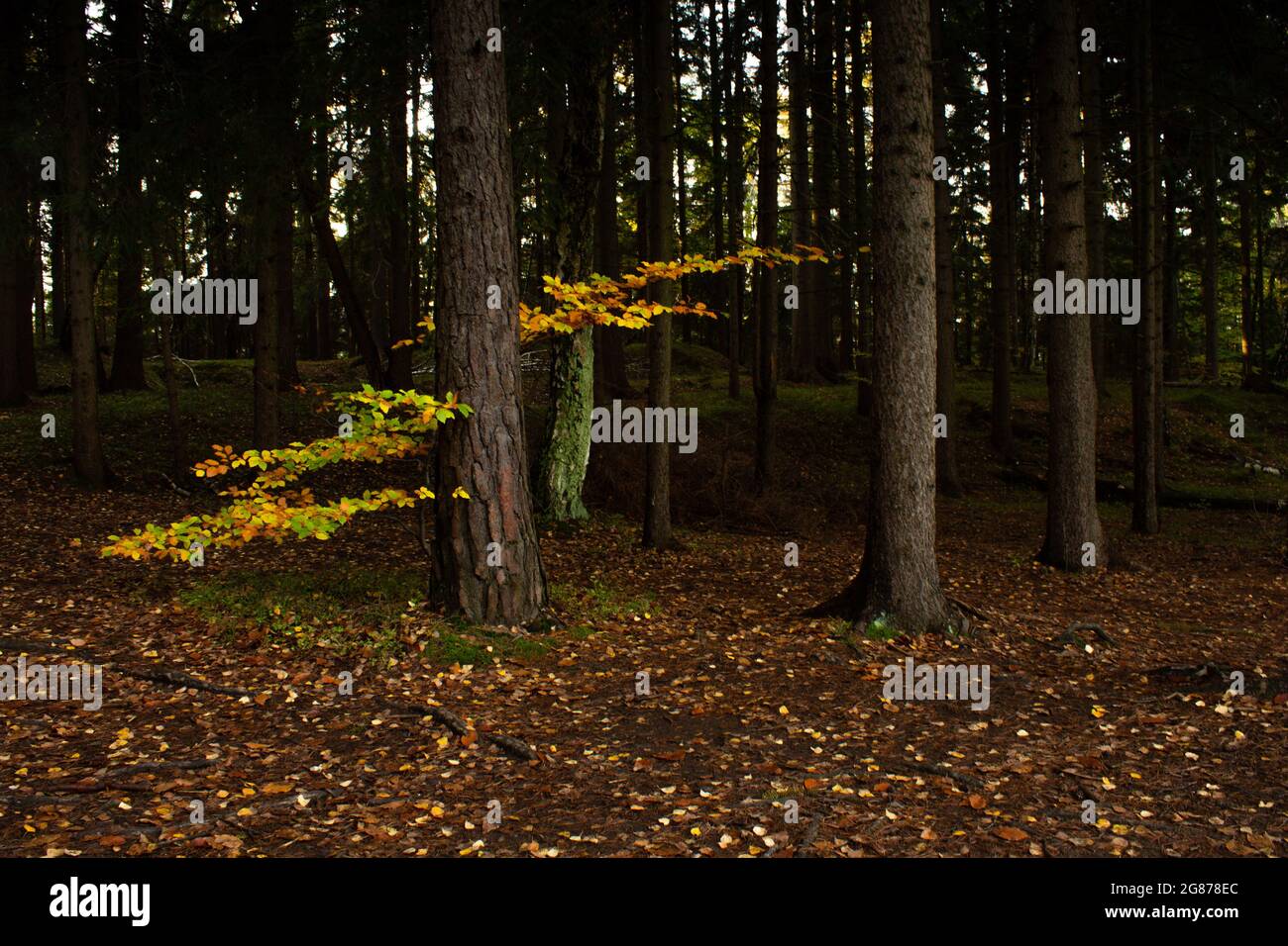 Beautiful dense forest with tall trees Stock Photo - Alamy