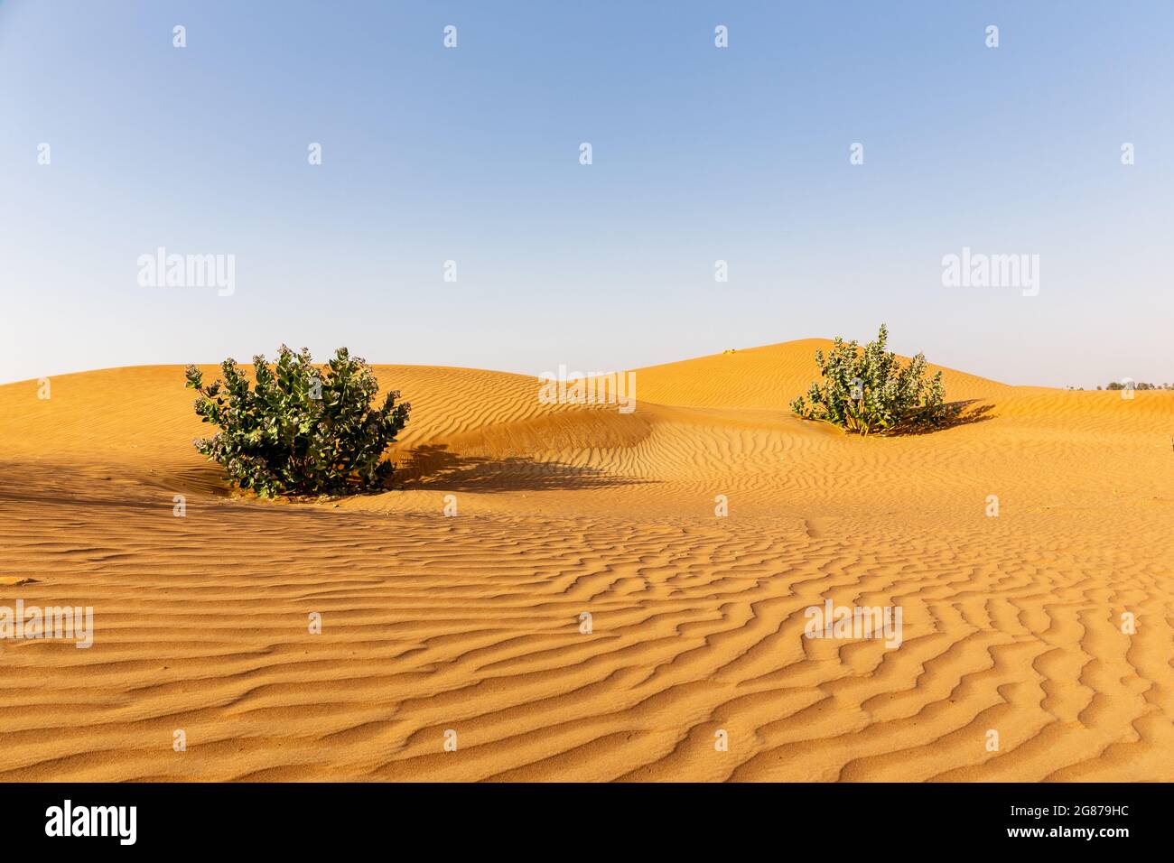 Untouched desert landscape with rippled sand dunes and two Apple of ...