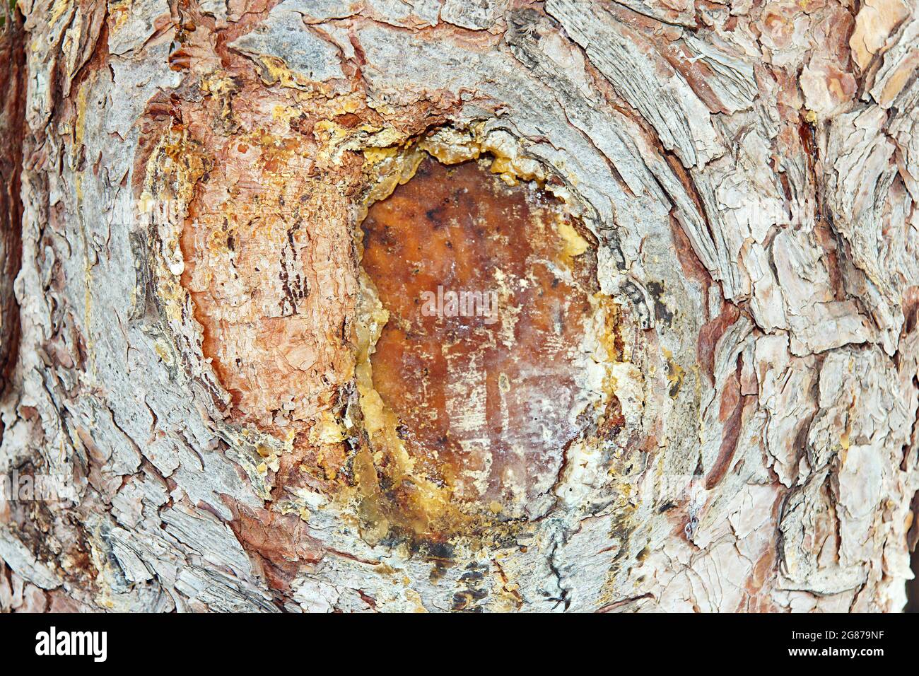 Closeup shot dry tree hi-res stock photography and images - Alamy