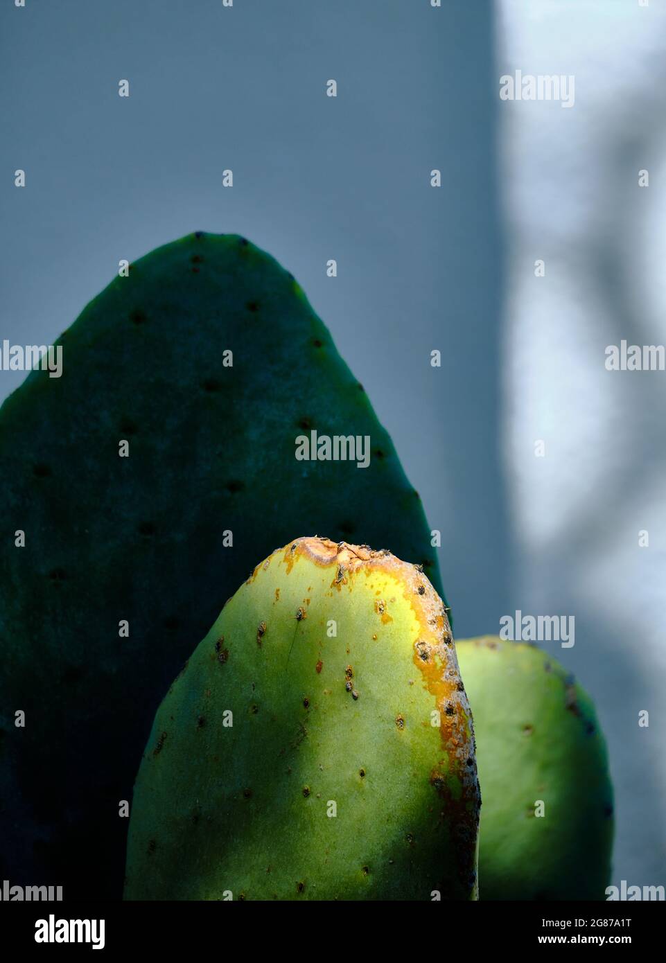 Vertical shot of a cactus plant with a shadow in the background Stock ...