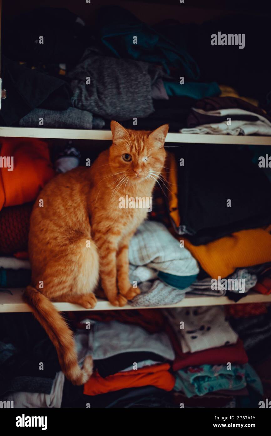 Vertical shot of a ginger cat with one eye on a shelf with folded ...