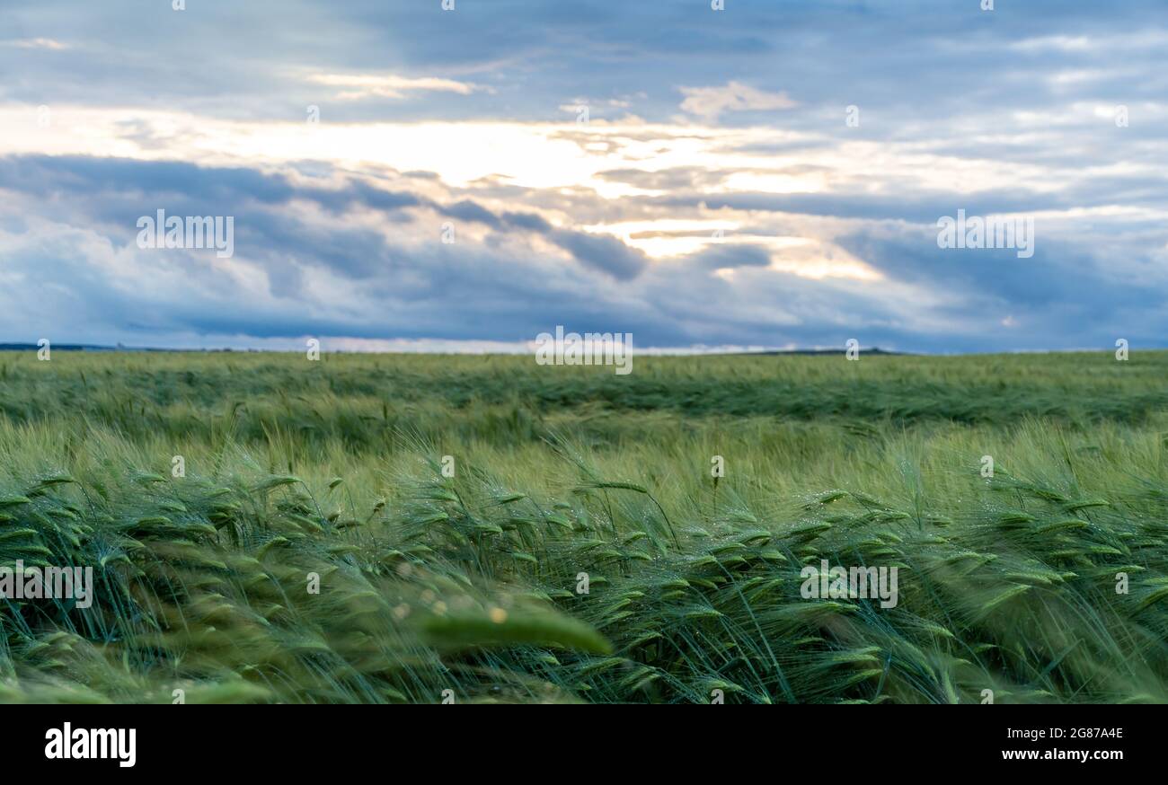 Beautiful windy afternoon at a grassy field under a cloudy sk Stock ...