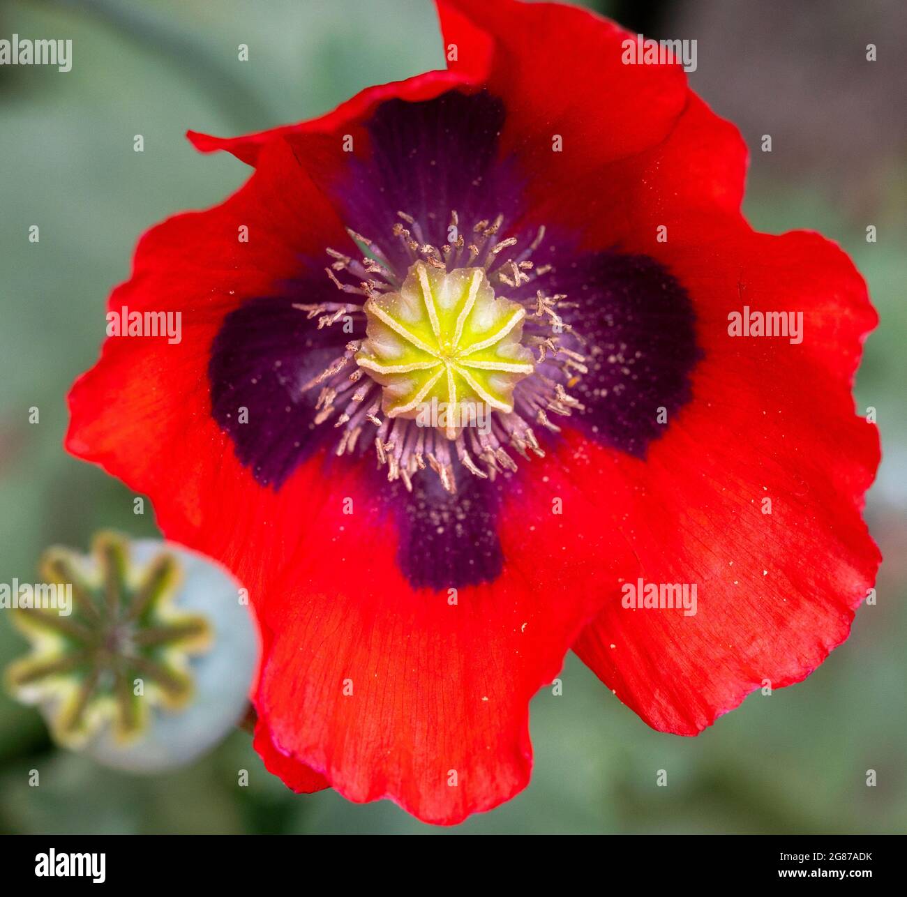 Open red poppy flower example Stock Photo - Alamy