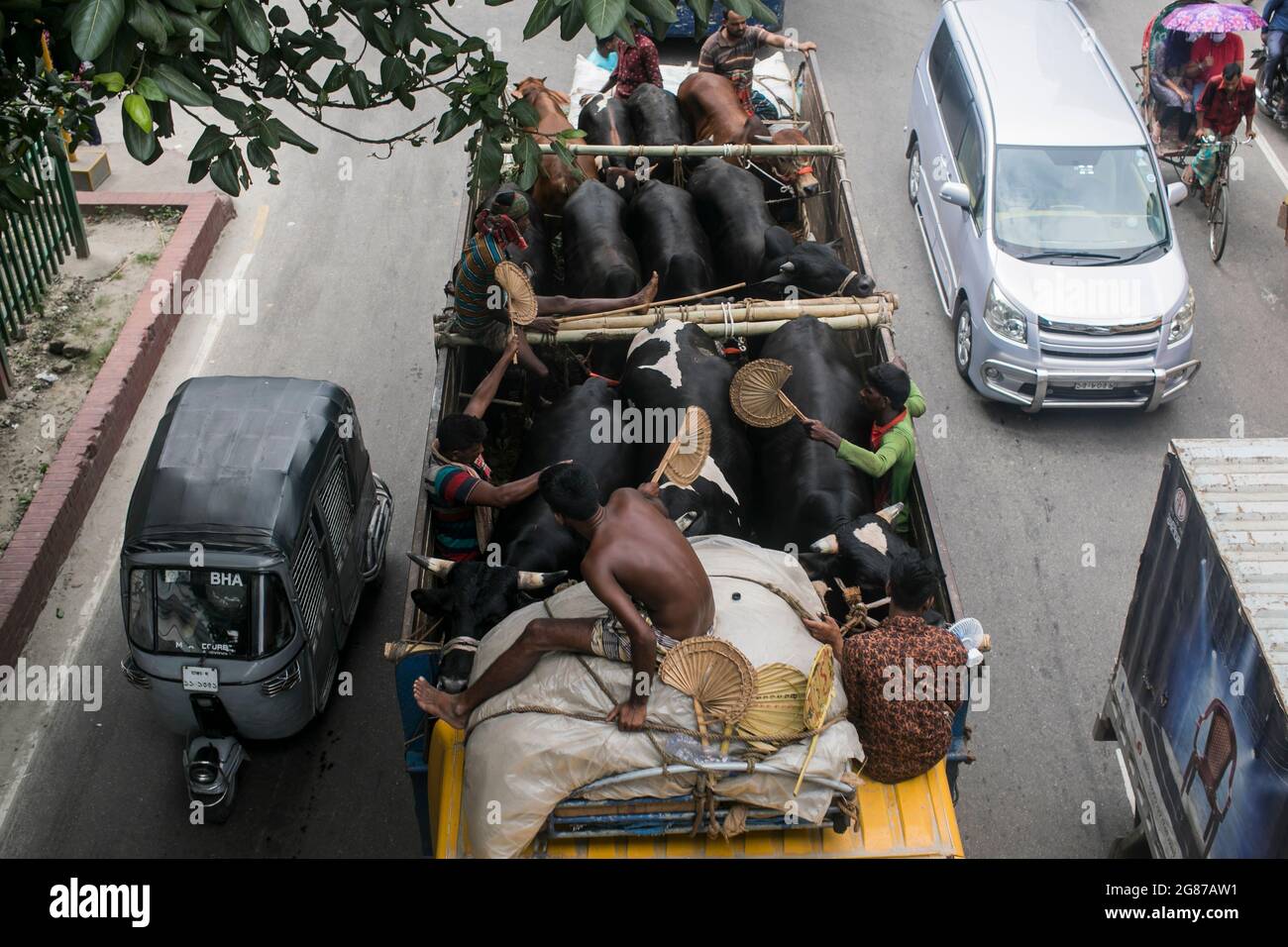 Transported cow hi-res stock photography and images - Alamy