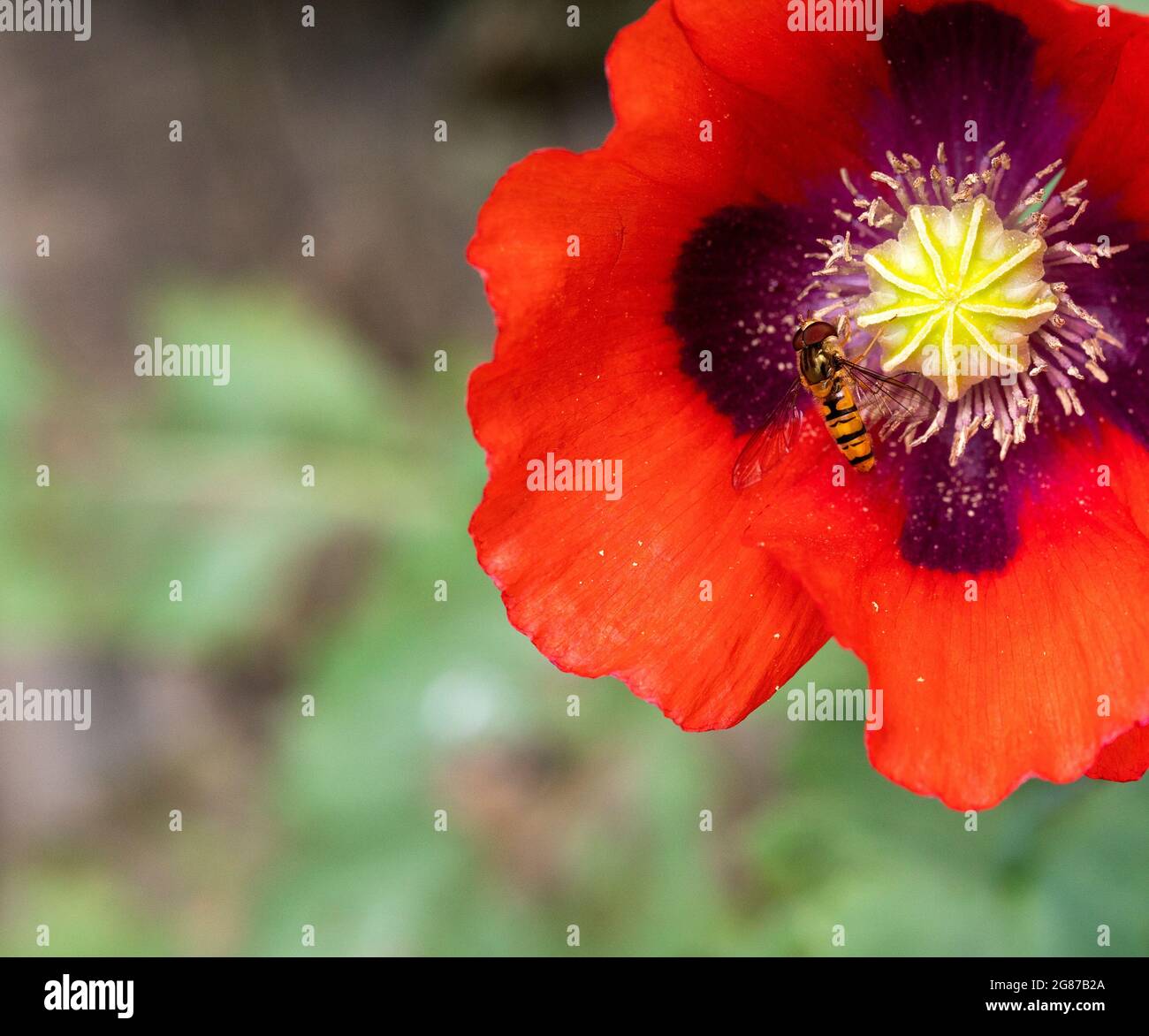 Open red poppy flower example Stock Photo - Alamy