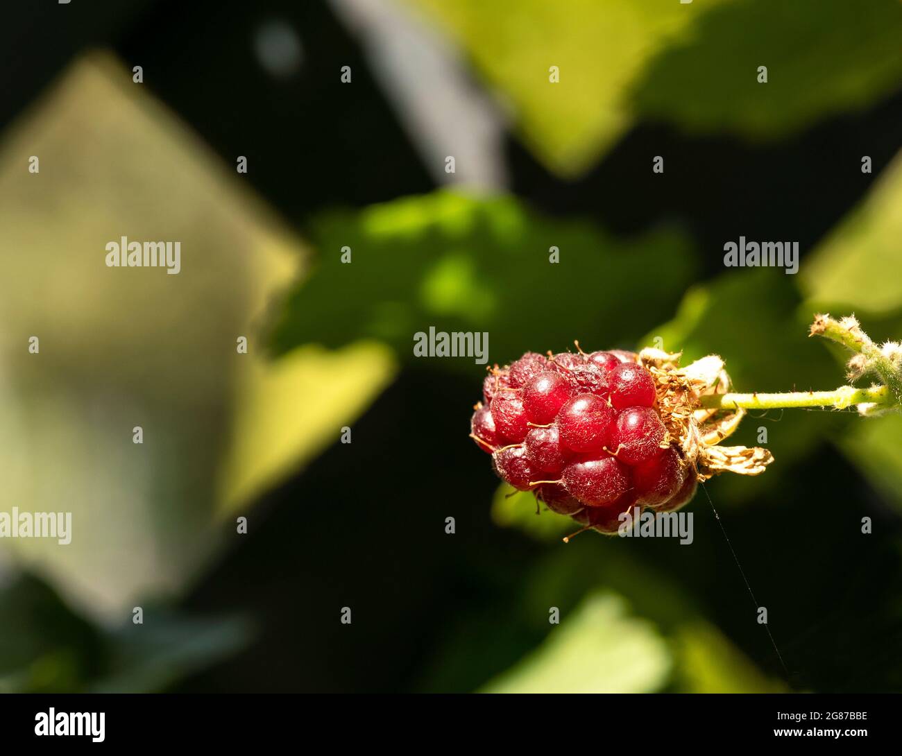 Lone raspberry on a bush Stock Photo - Alamy