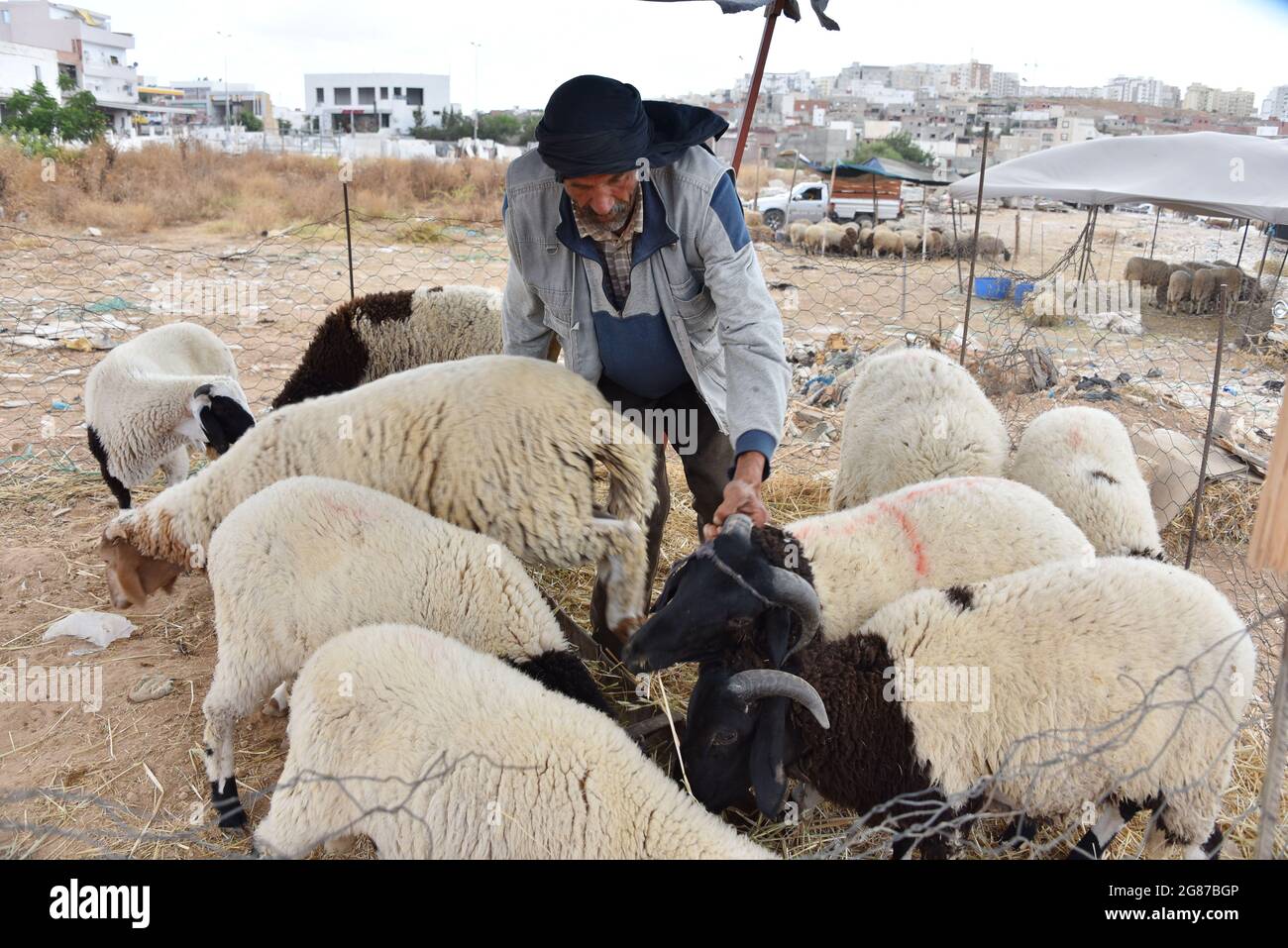 Tunis sheep hi-res stock photography and images - Alamy