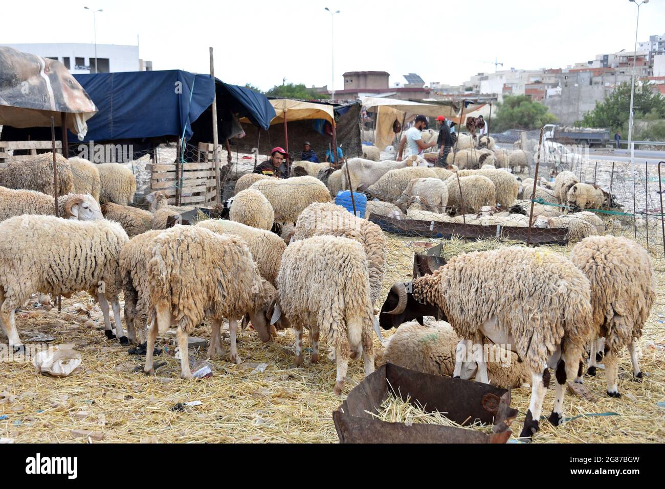 Tunis, Tunisia. 17th July, 2021. Sacrificial animals are seen at a ...