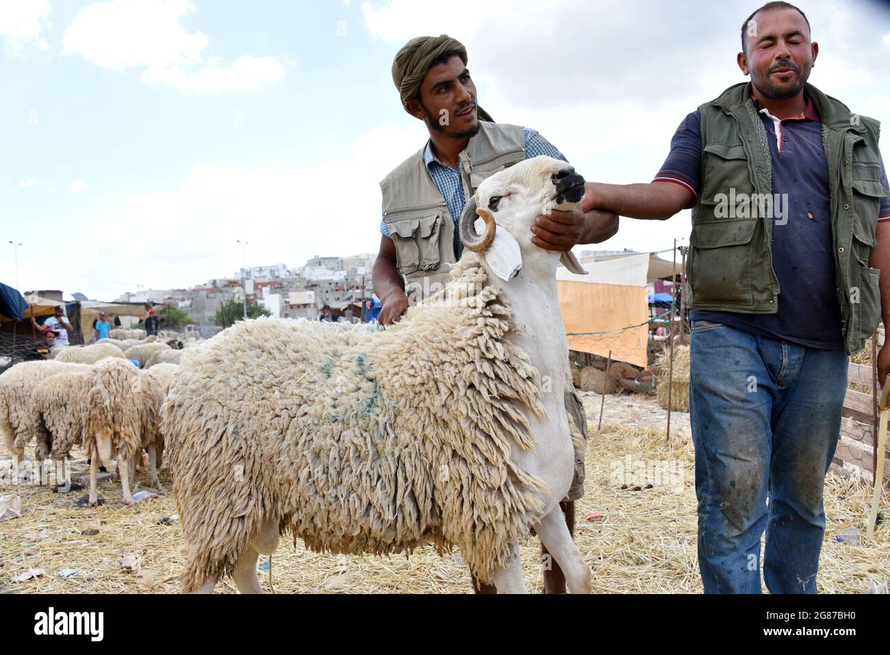 Tunis sheep hi-res stock photography and images - Alamy