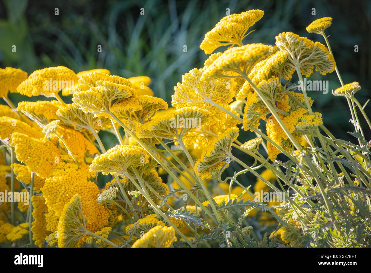 Yellow 'gold plate' yarrow flowers. Showing the underside texture Stock ...