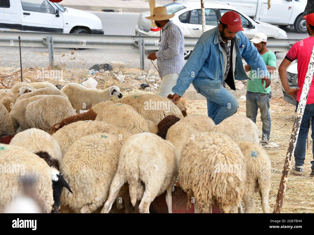 Tunis sheep hi-res stock photography and images - Alamy