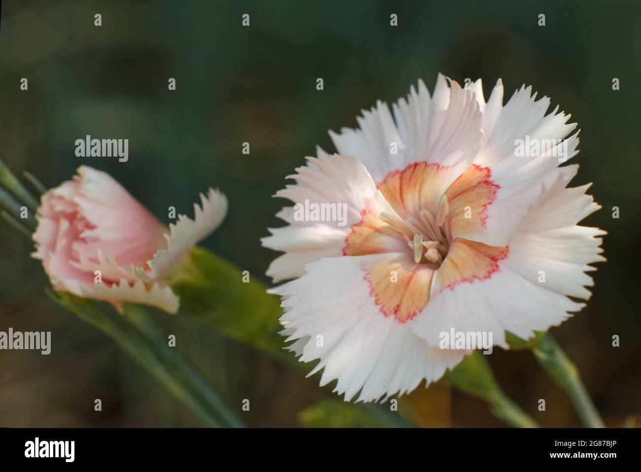 Closeup of beautiful perennial dianthus flowers growing in a garden ...