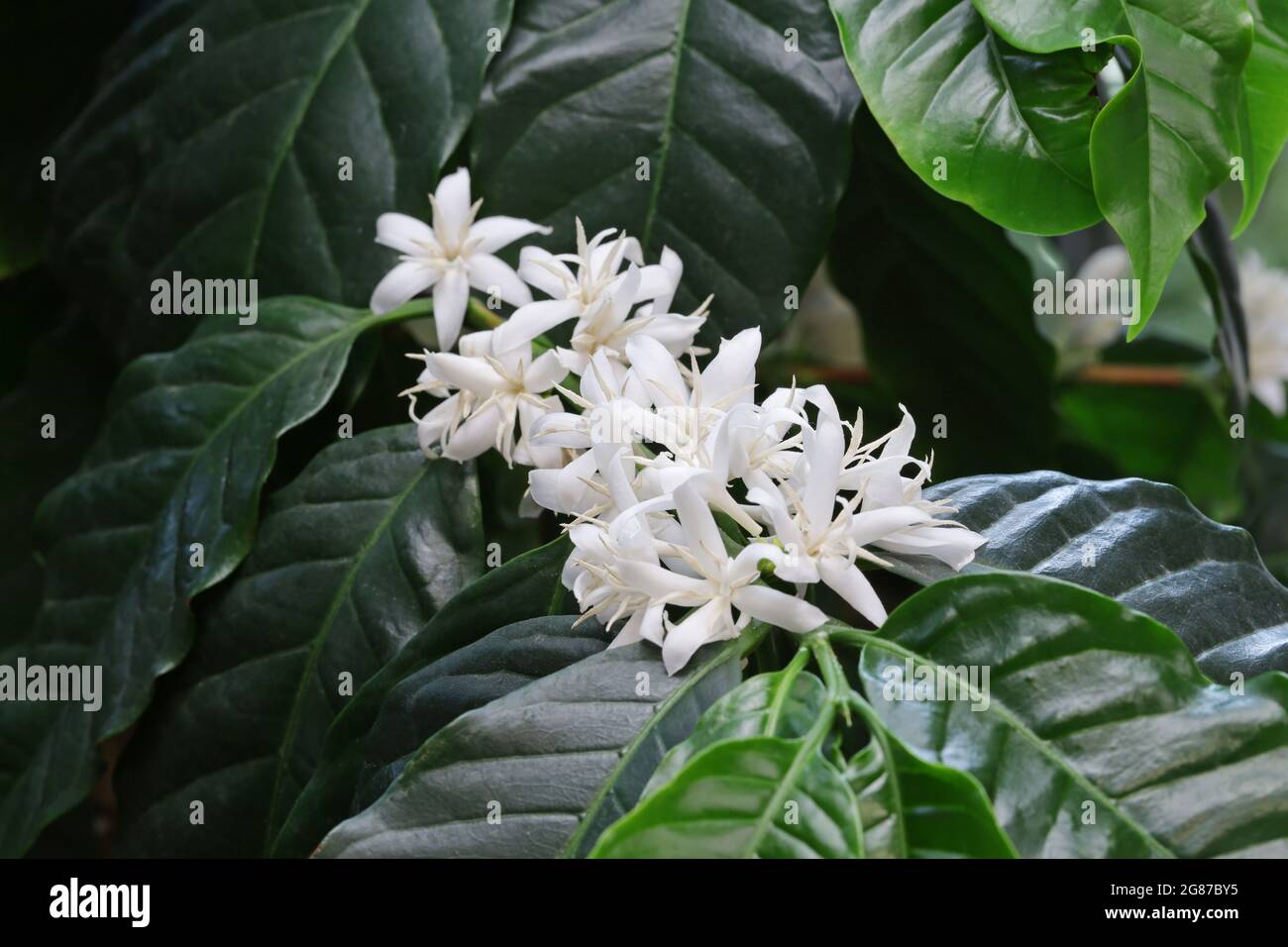 Coffee Tree Flower
